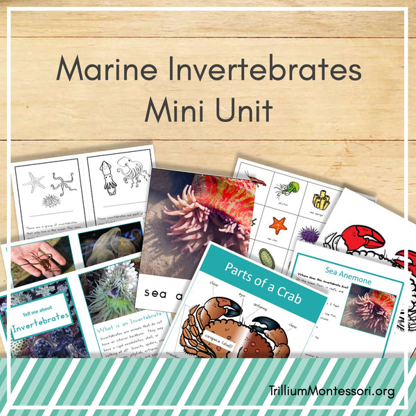 Marine Invertebrates Mini Unit – Trillium Montessori
