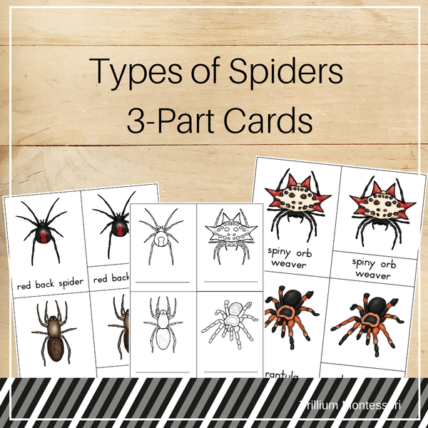 Spiders 3-Part Cards – Trillium Montessori